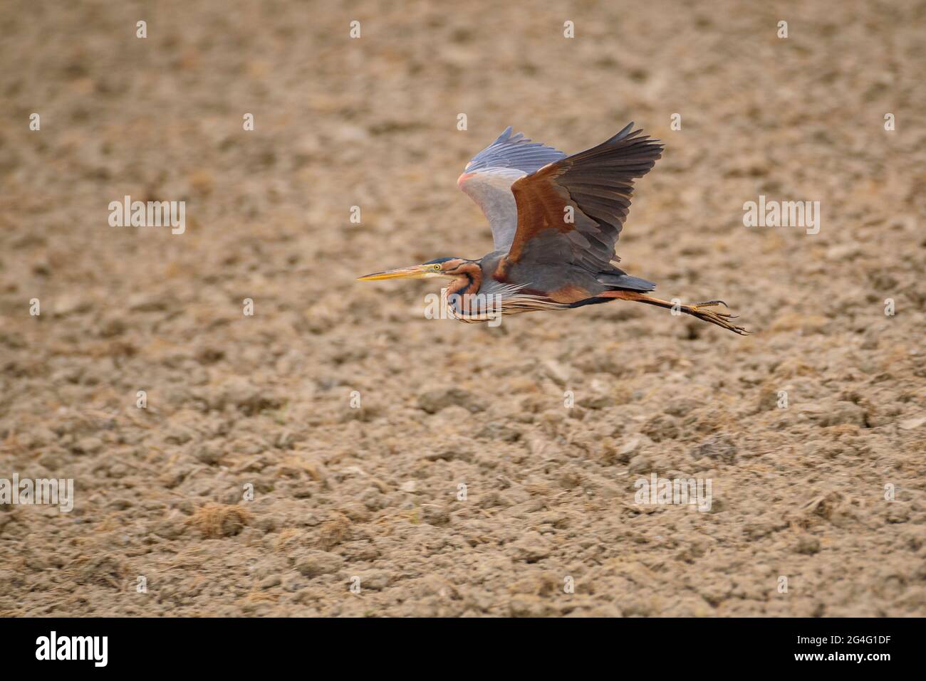Animales garza fauna hi-res stock photography and images - Alamy