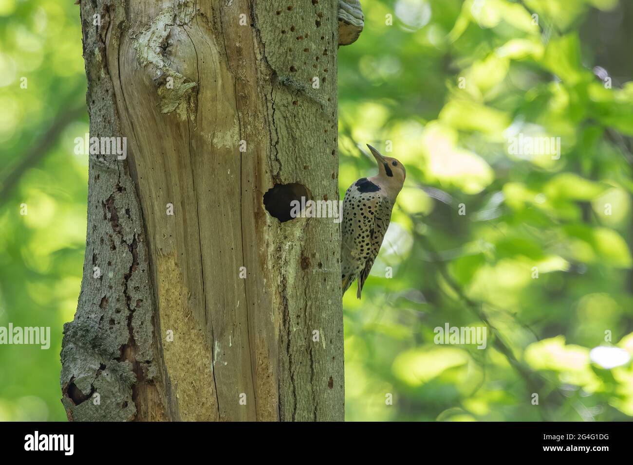 Northern Flicker nesting Stock Photo - Alamy