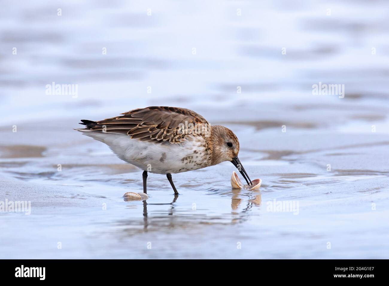 Dunlin (Calidris alpina) in winter plumage eating cockle / mollusc on ...