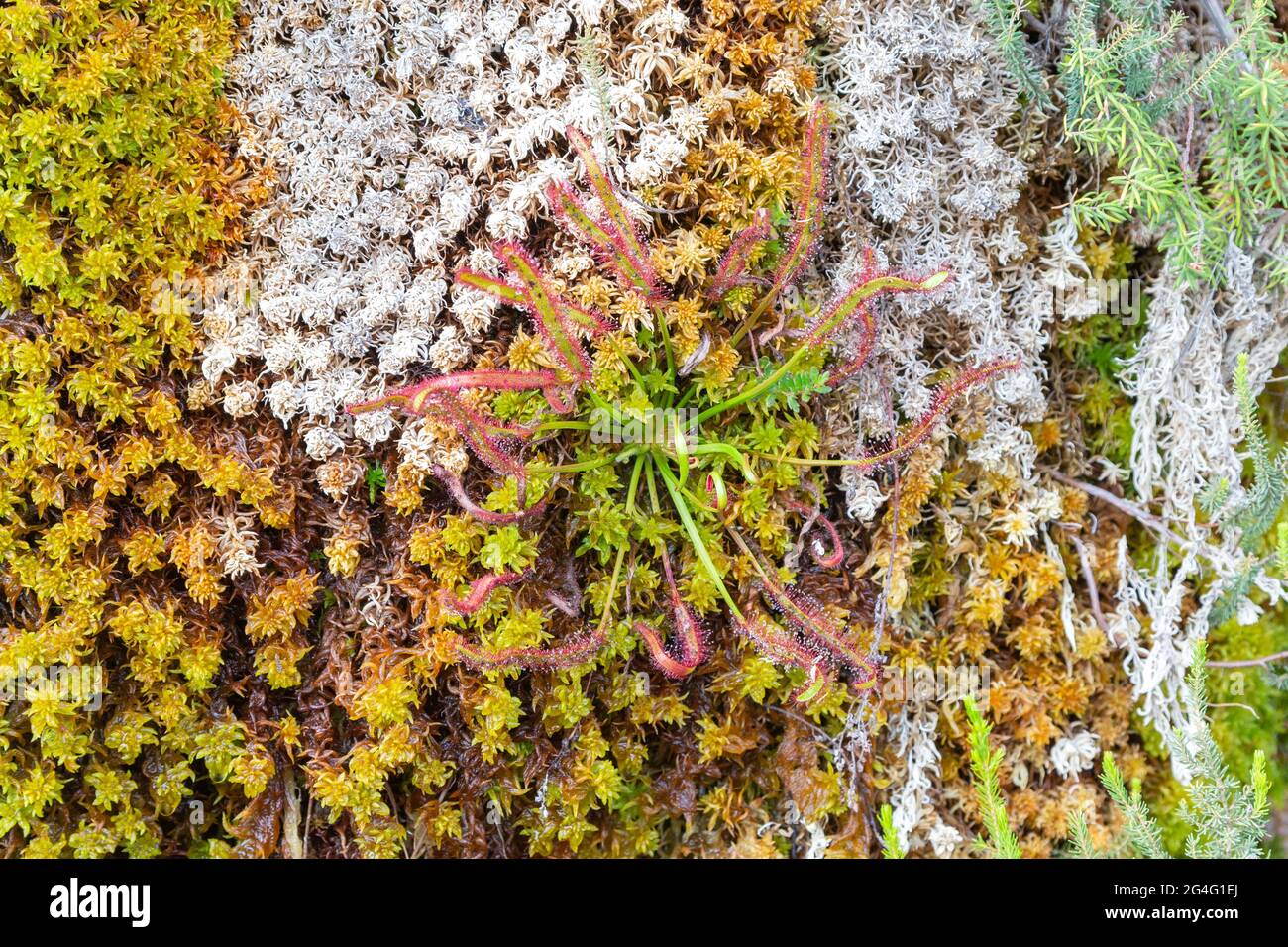 A single plant of Drosera capensis (a carnivorous plant from the Sundew ...