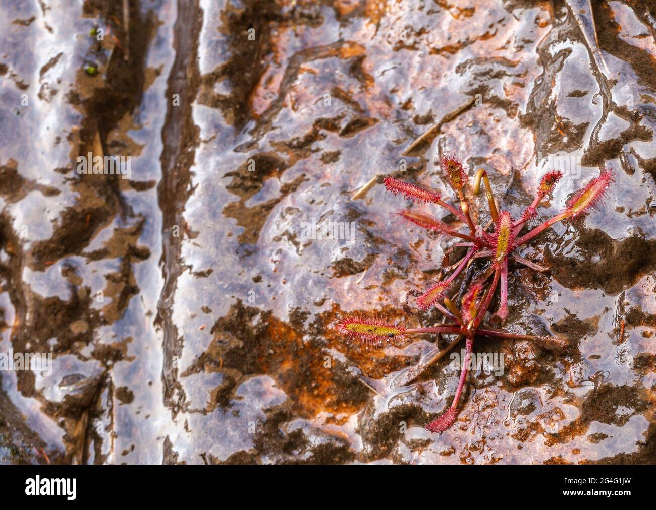 Cape Floristic Region: Drosera capensis in natural habitat on the ...