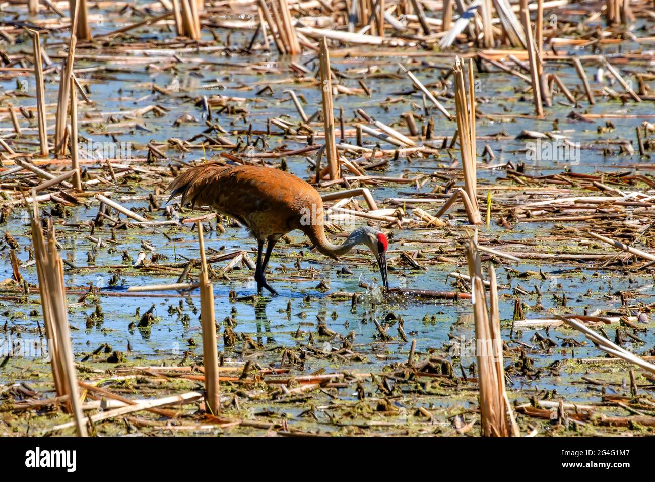 The sandhill crane(Antigone canadensis) . Native American bird a ...