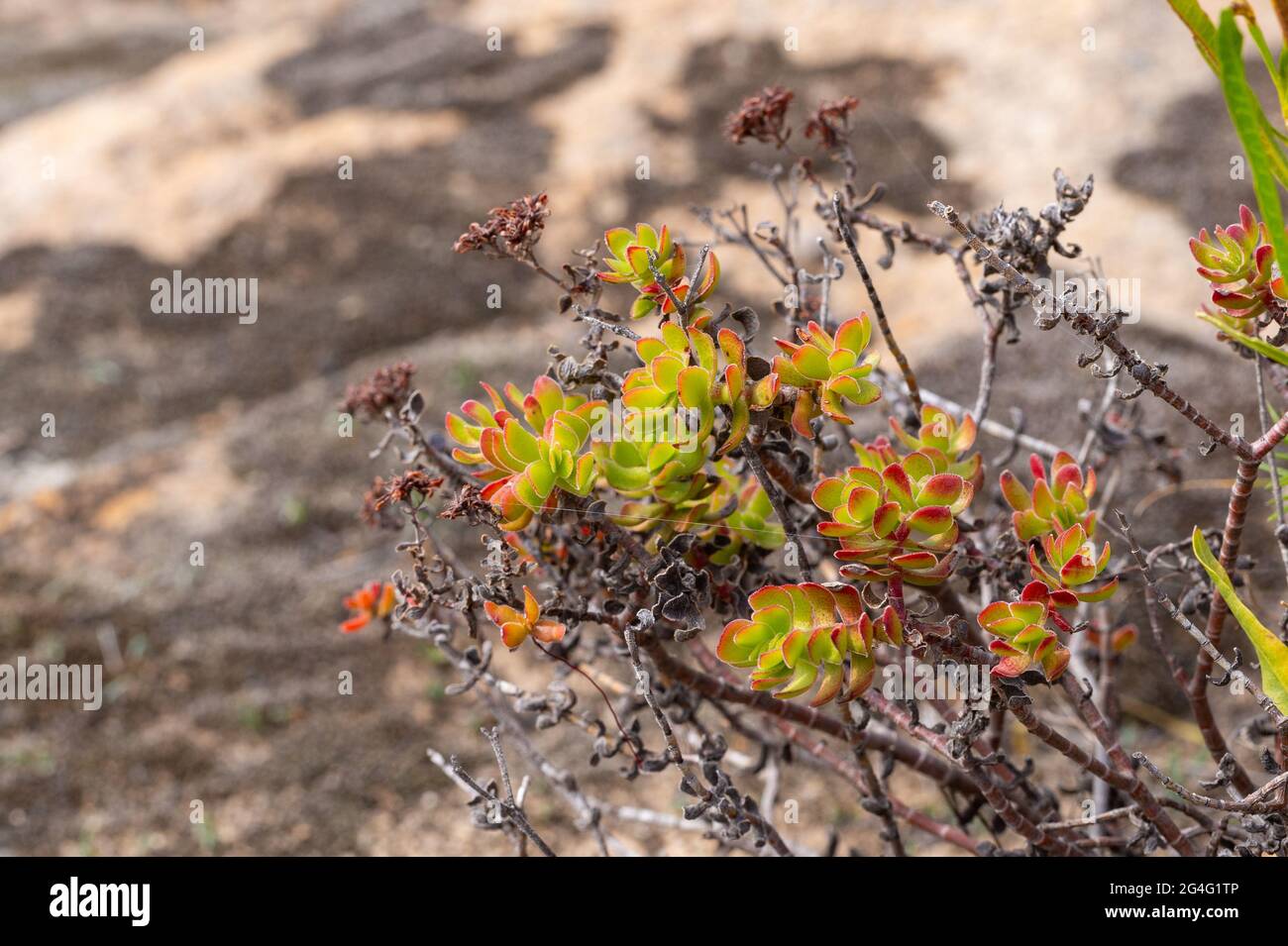 Crassula sp. near Van Rhynsdorp in the Western Cape of South Africa ...