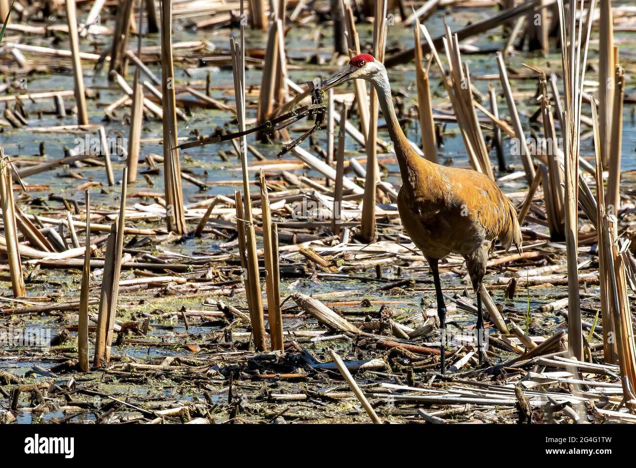 The sandhill crane(Antigone canadensis) . Native American bird a ...