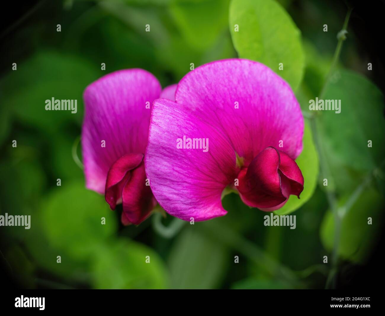 Pea plant flowers hi-res stock photography and images - Alamy