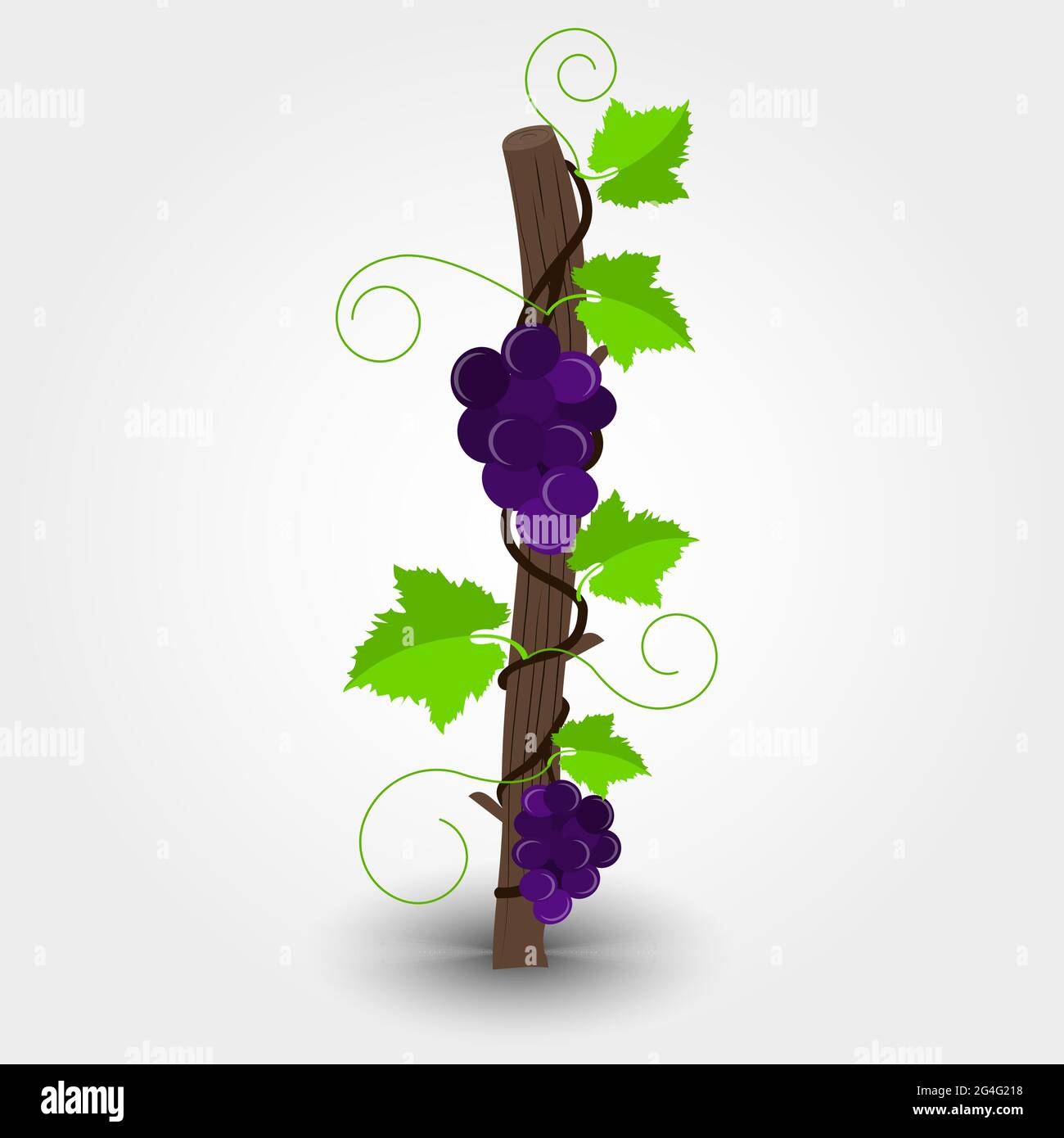 Grapevine with purpple grapes. Plant attached to a trunk. Background ...