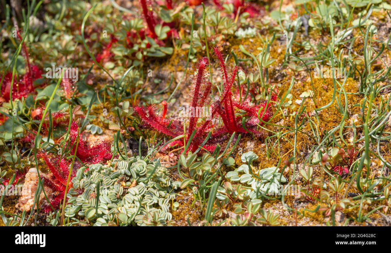 Drosera alba, a carnivorous plant from the sundew family, seen in ...