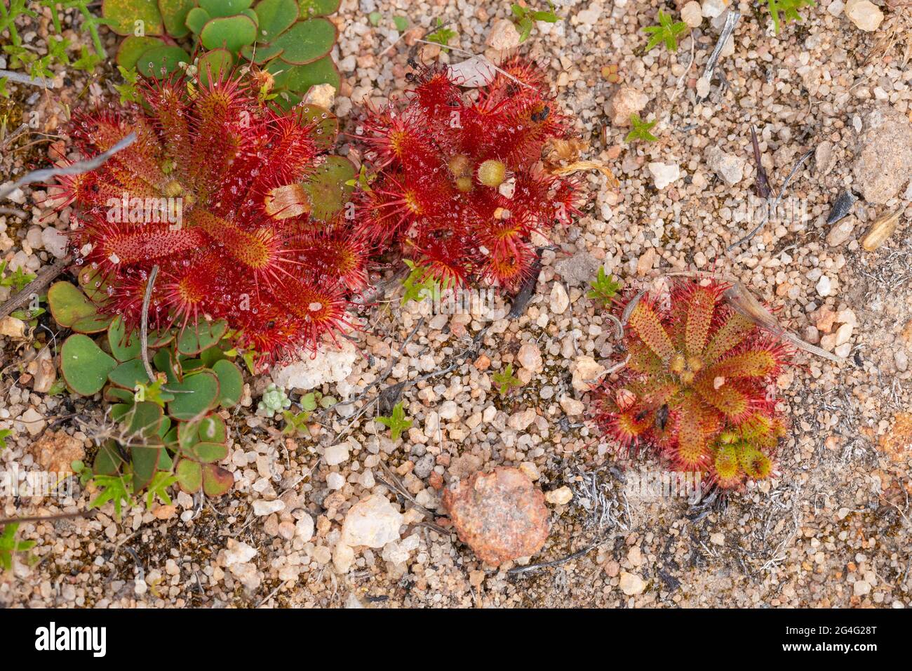 Some red rosettes of the carnivorous plant Drosera trinervia seen in ...