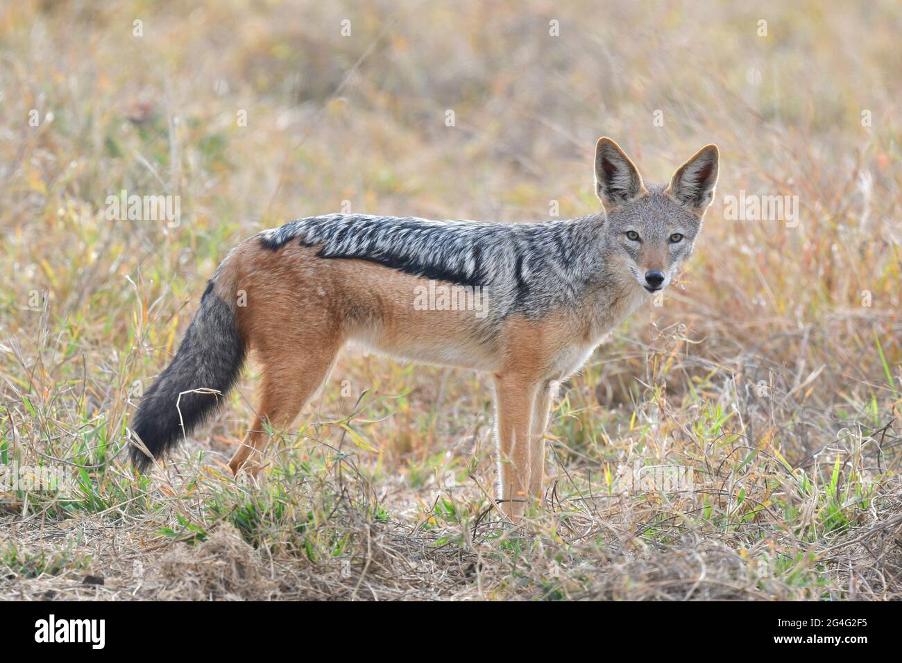Africa black backed jackal hi-res stock photography and images - Alamy