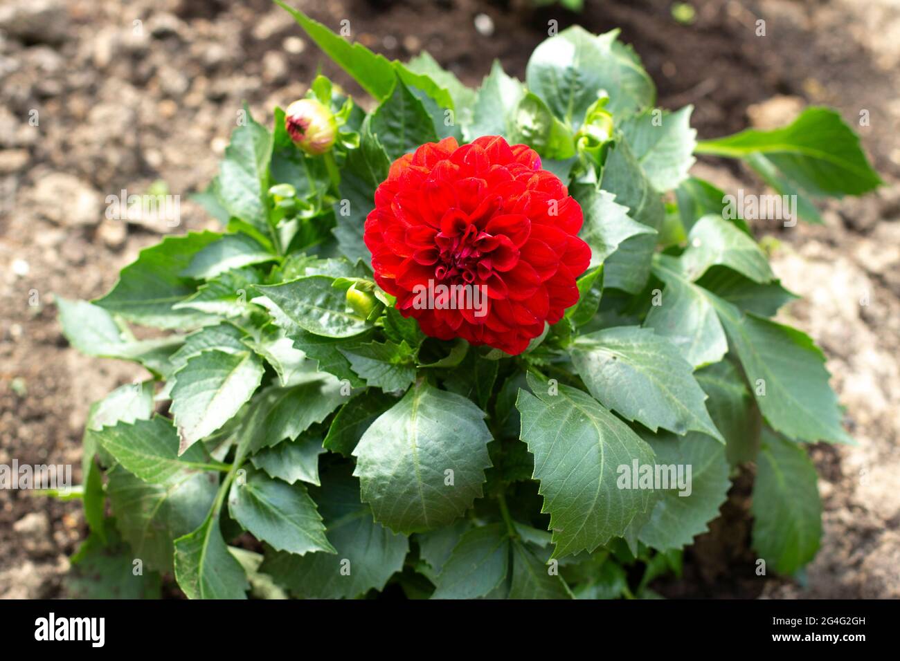The garden flowers have bloomed. A beautiful flower in the sunlight. A ...