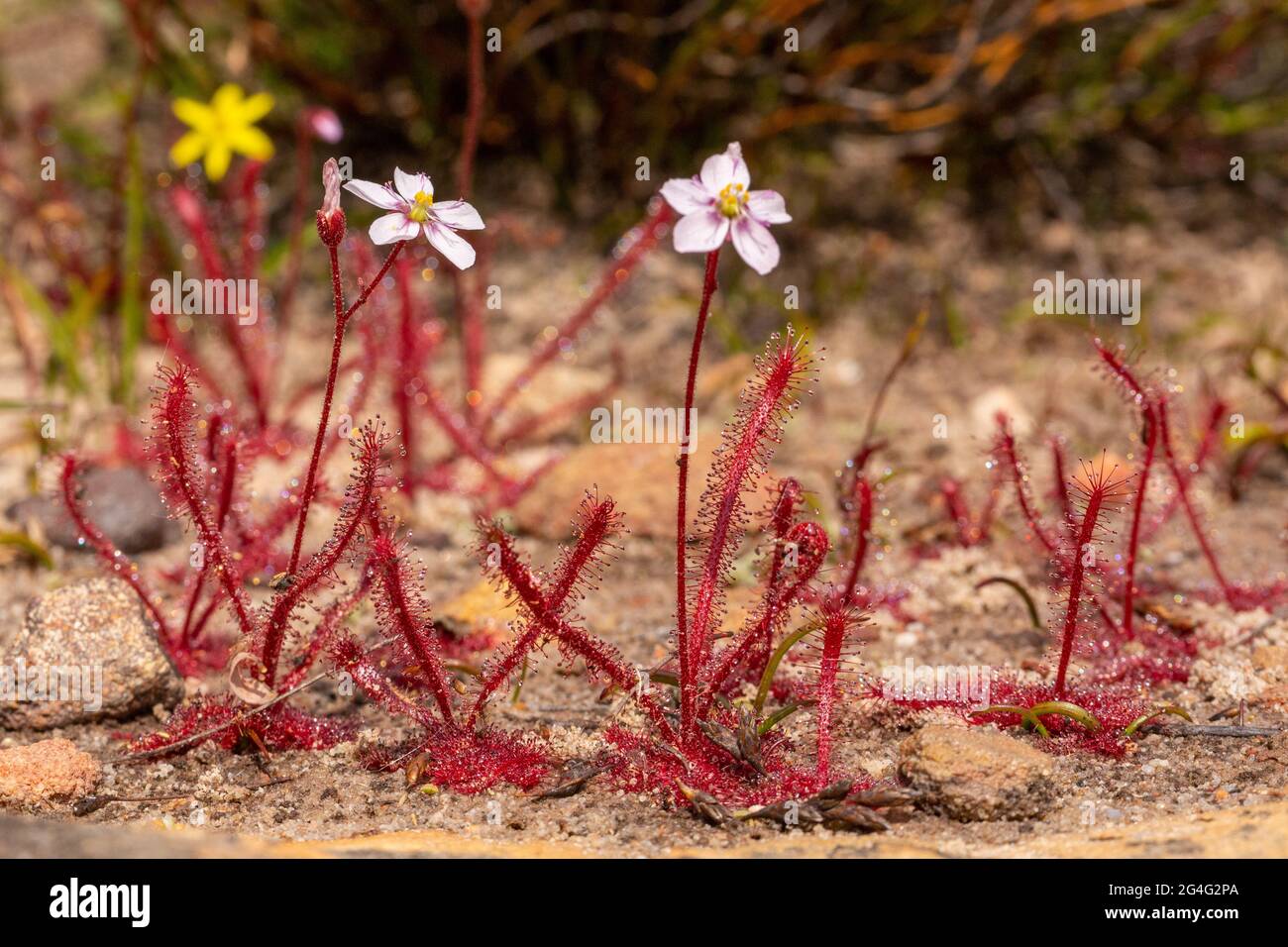 Drosera alba ,showing the typical linear leaves, seen in habitat close ...