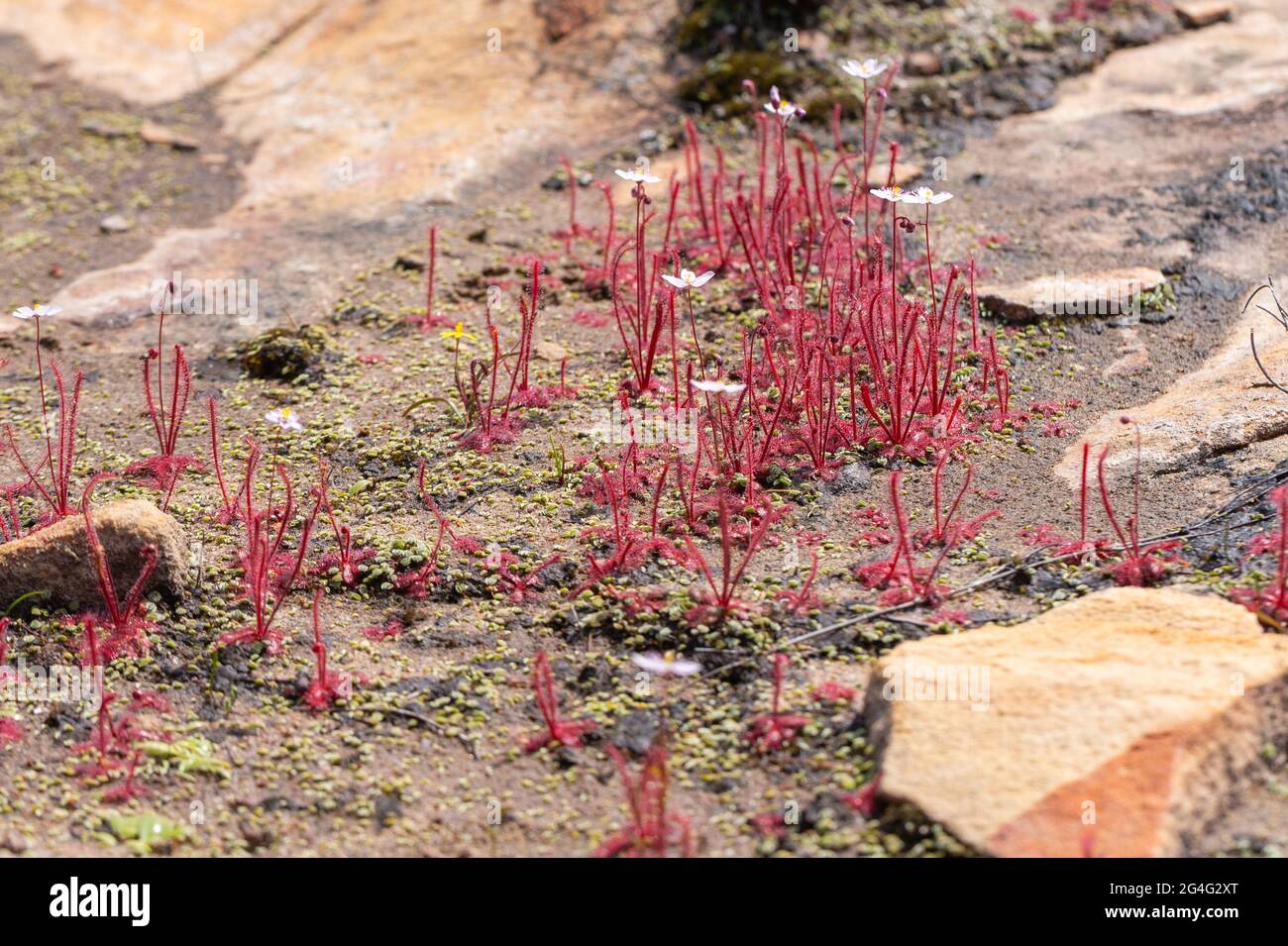 Eating soil africa hi-res stock photography and images - Alamy