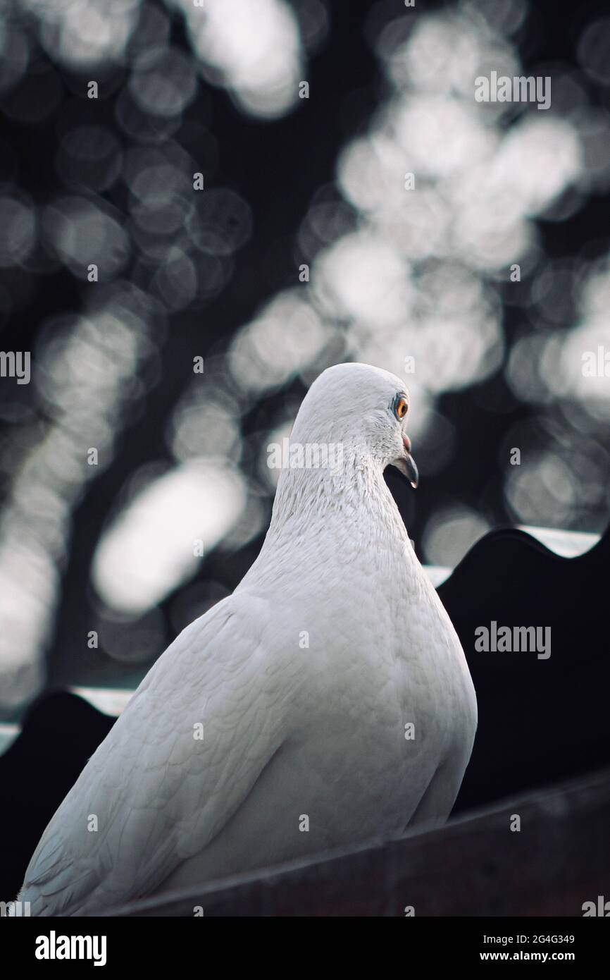 Pegion Background 4k Stock Photo - Alamy