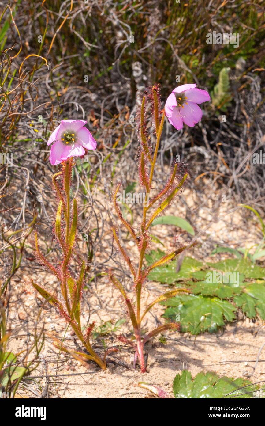 Drosera cistiflora with pink flowers seen in natural habitat close to ...