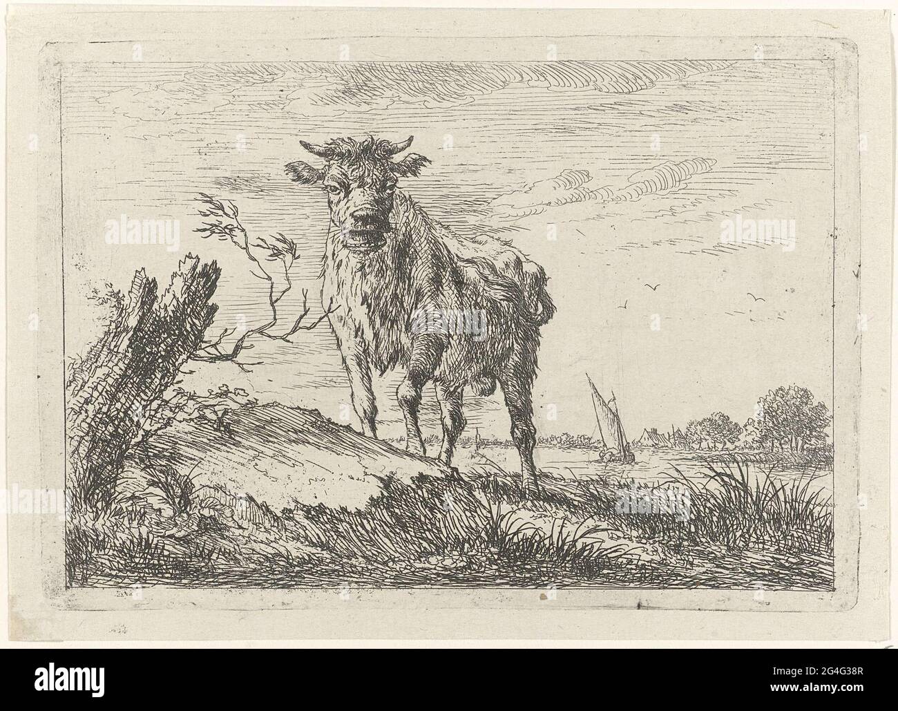 . A roaring bull on the shore of a river, left a tree stump. Print from ...