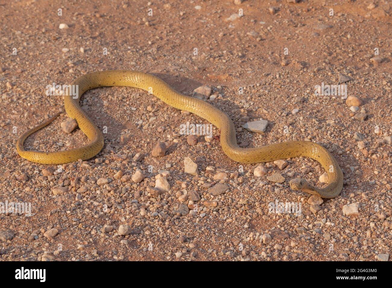 The poisonous snake Naja nivea (Cape Cobra) in a road near VanRhynsdorp ...
