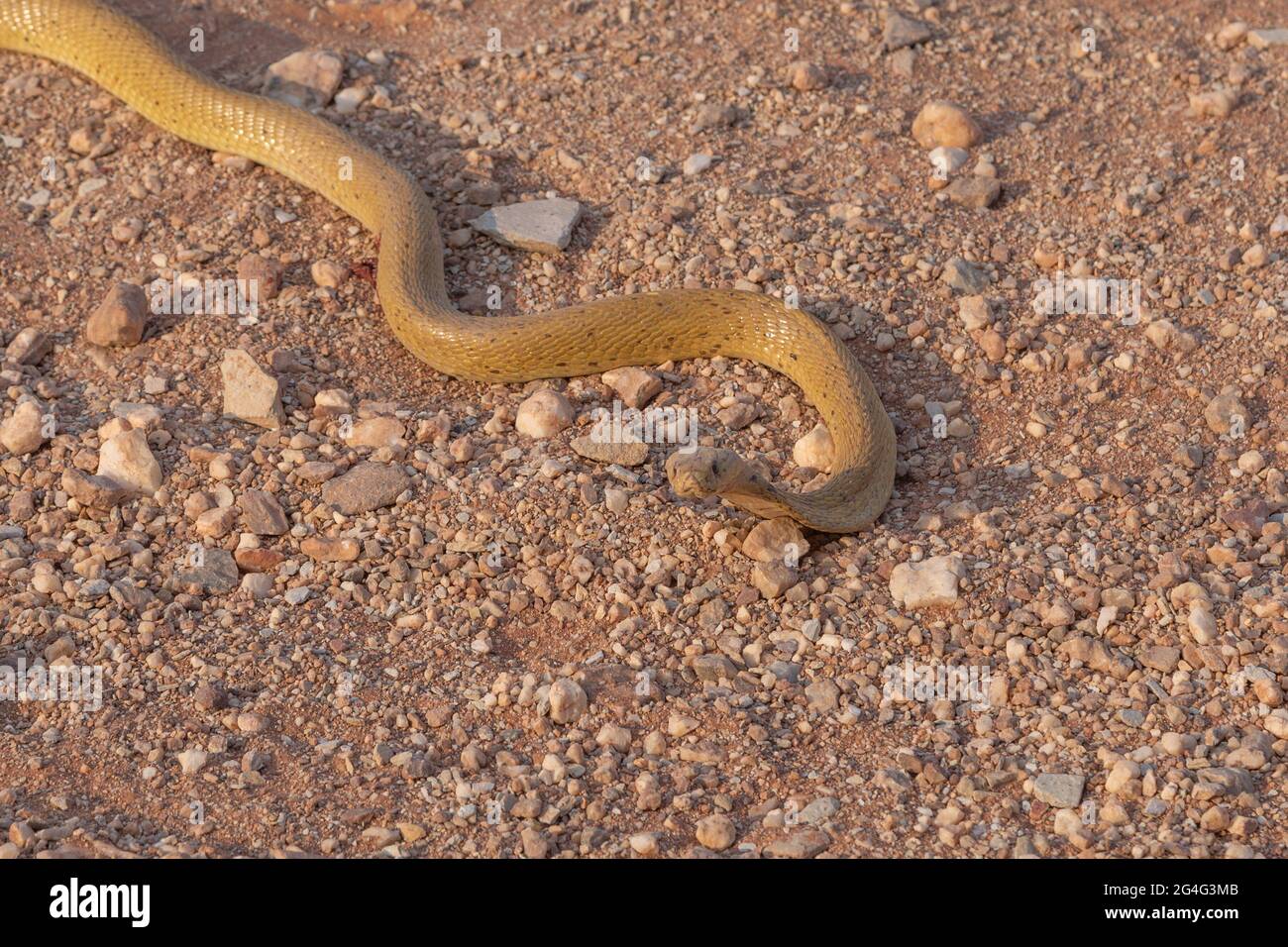 Cape Cobra on the road to Gifberg near VanRhynsdorp in the Western Cape ...