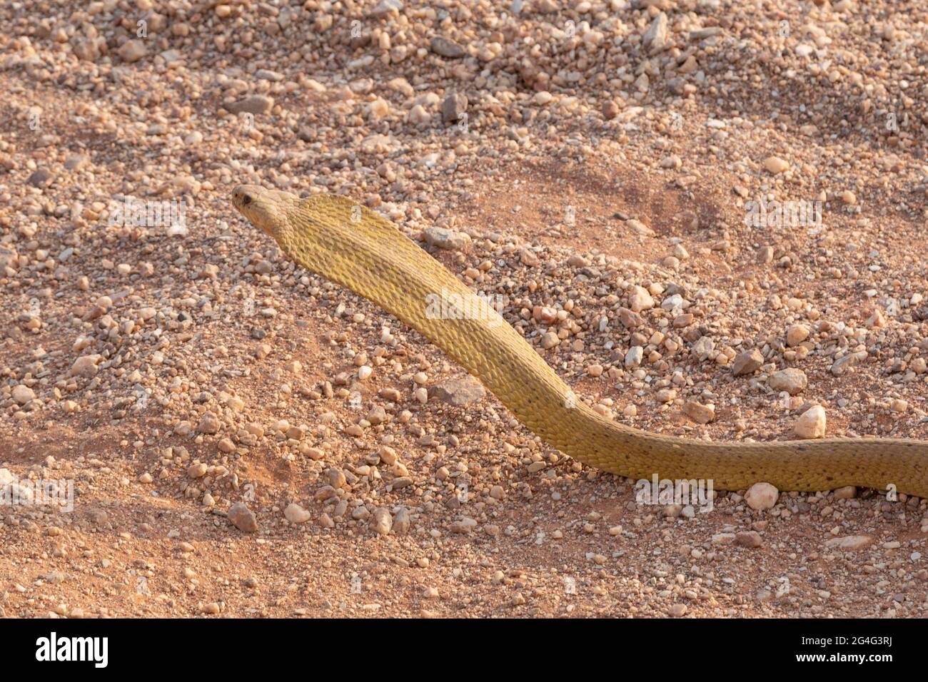 Elapidae serpentes hi-res stock photography and images - Alamy