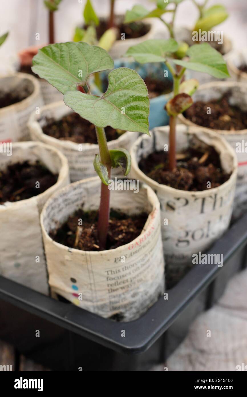 Climbing French bean seedlings - Phaseolus vulgaris 'Violet podded ...