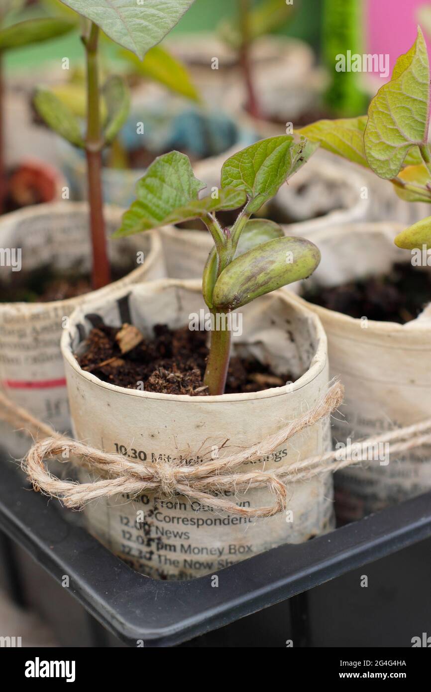 Climbing French bean seedlings - Phaseolus vulgaris 'Violet podded ...