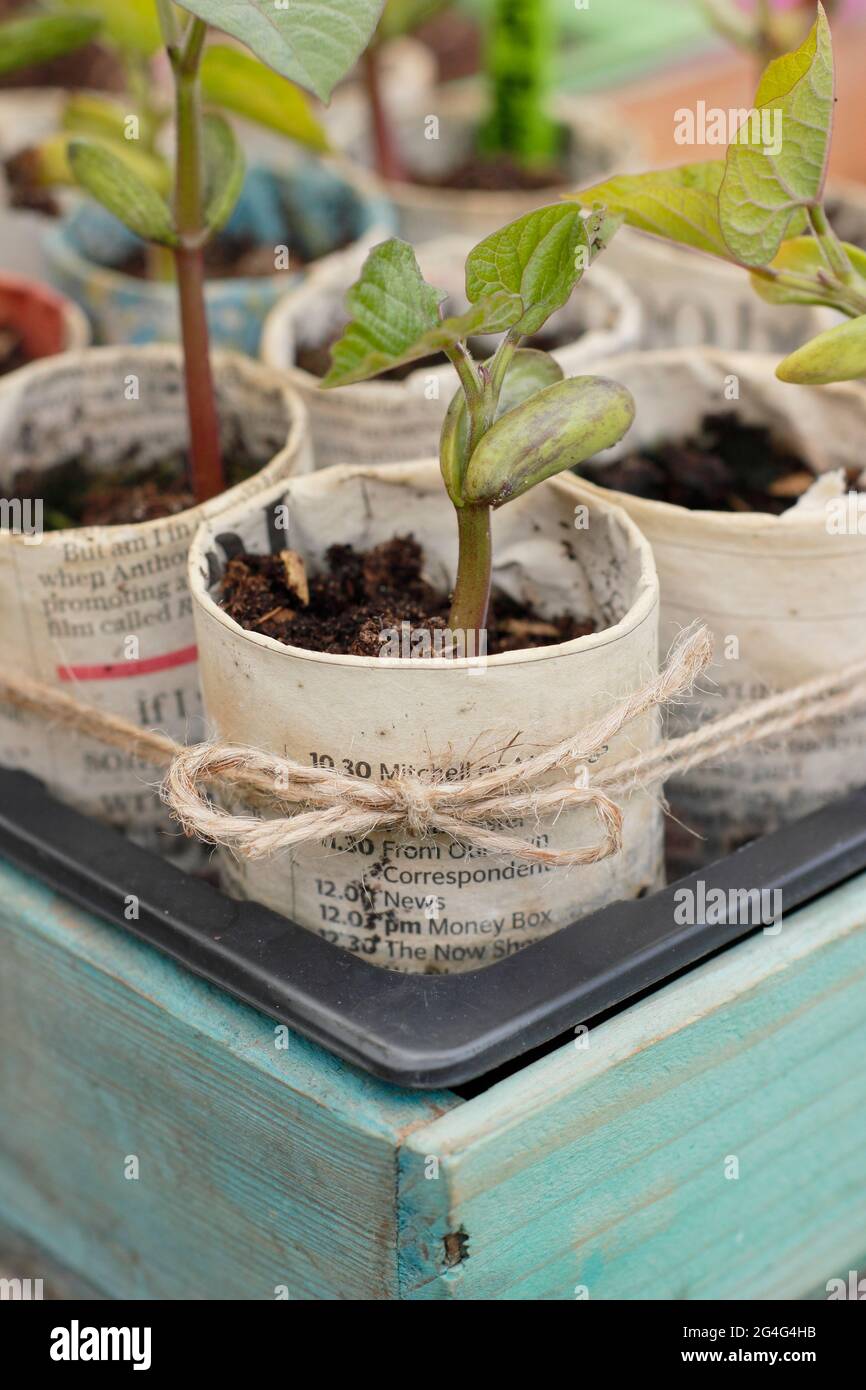 French bean plant in container hi-res stock photography and images - Alamy