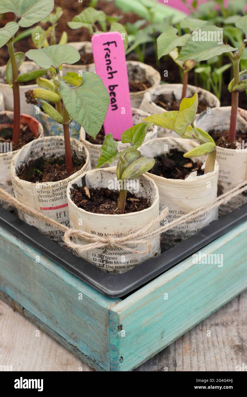 Climbing French bean seedlings - Phaseolus vulgaris 'Violet podded ...