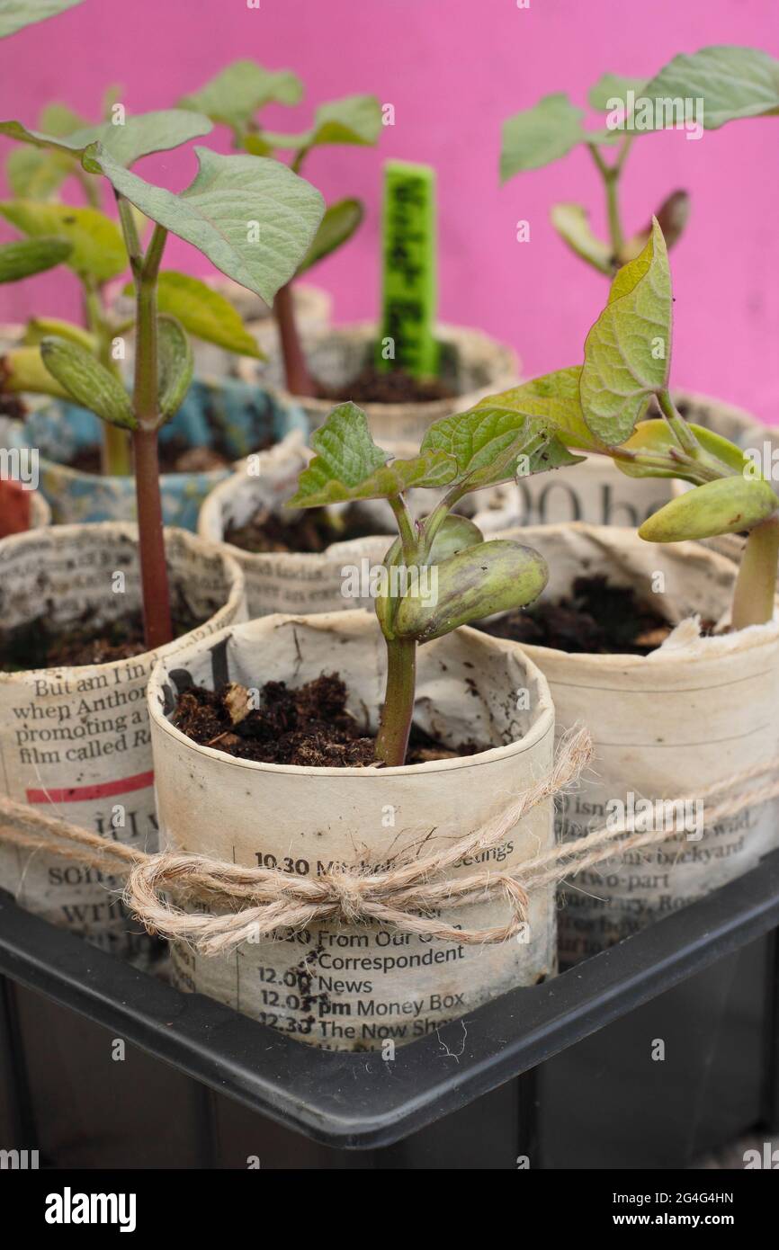 French bean container garden hi-res stock photography and images - Alamy