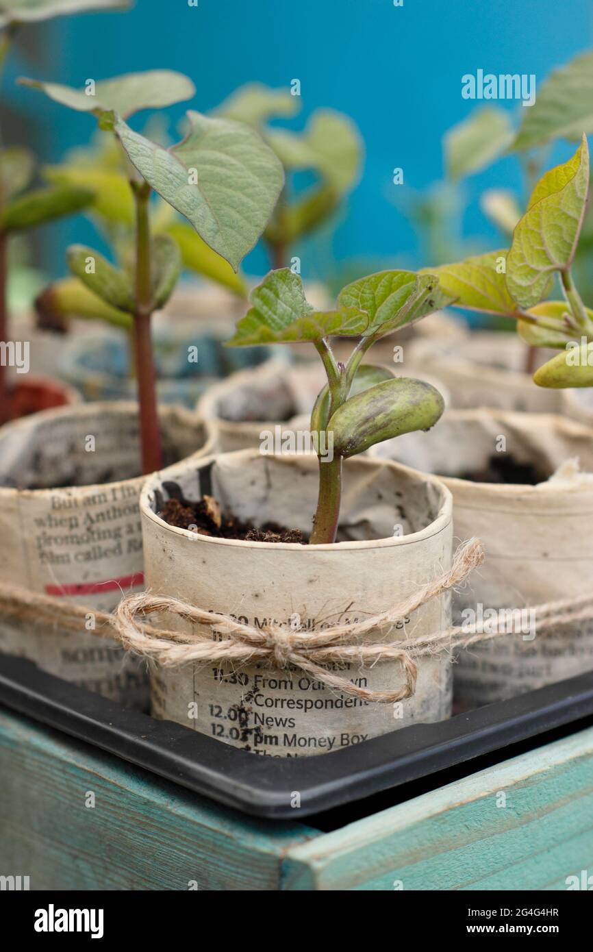 Climbing French bean seedlings - Phaseolus vulgaris 'Violet podded ...