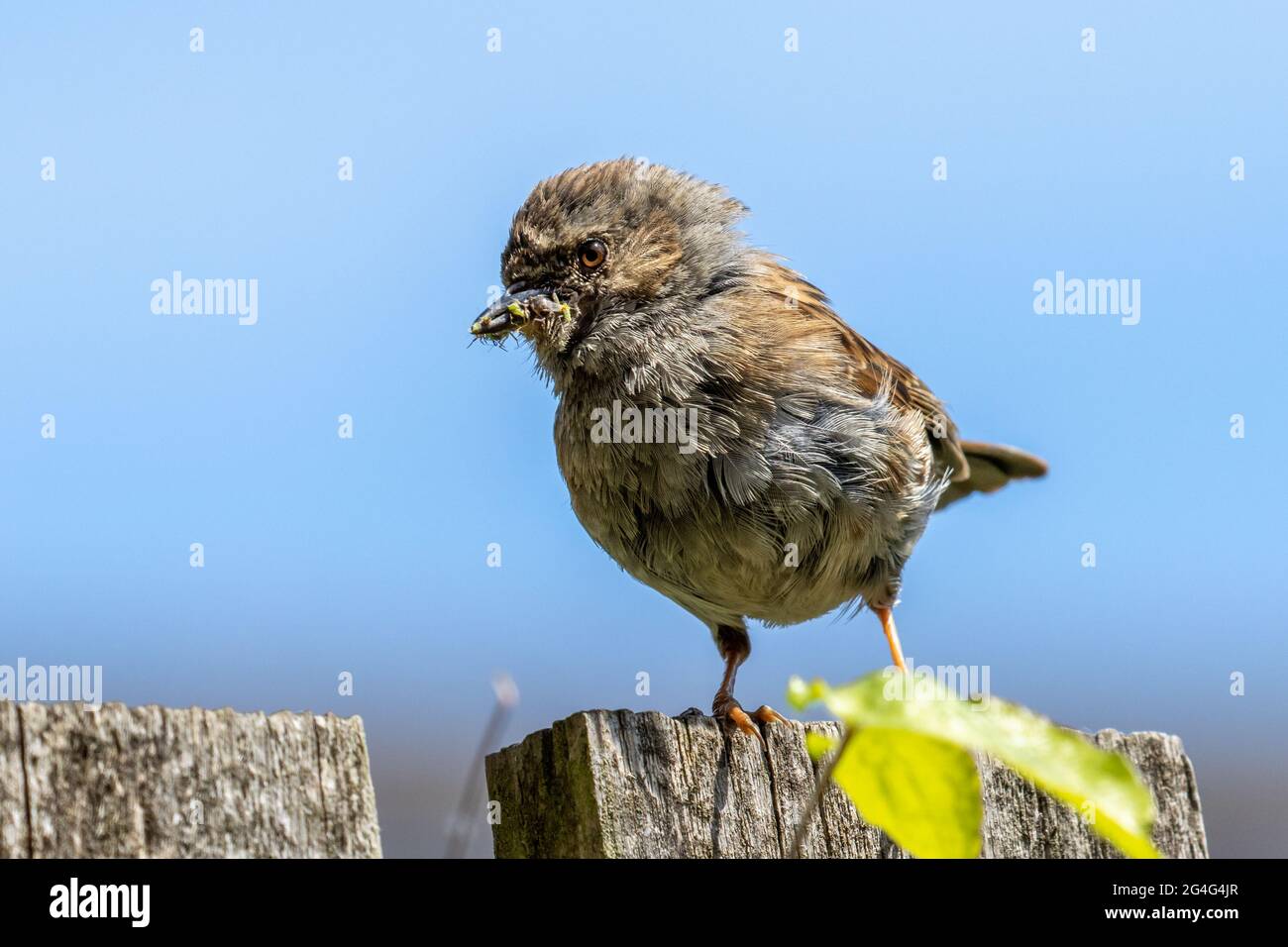 Eats greenfly hi-res stock photography and images - Alamy