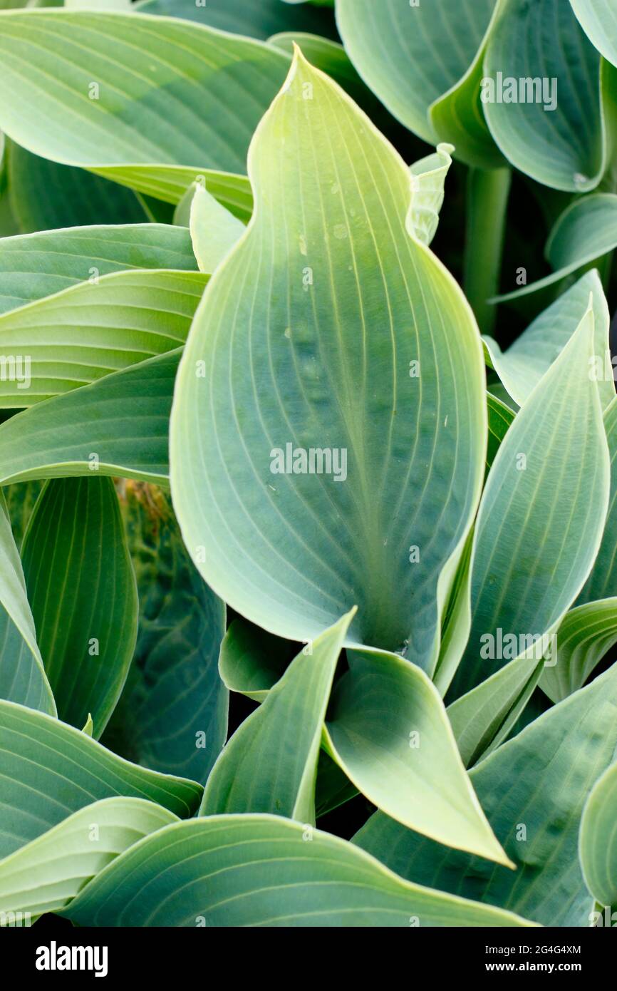 Hosta Halcyon, a compact perennial with blue grey leaves. Tardiana ...