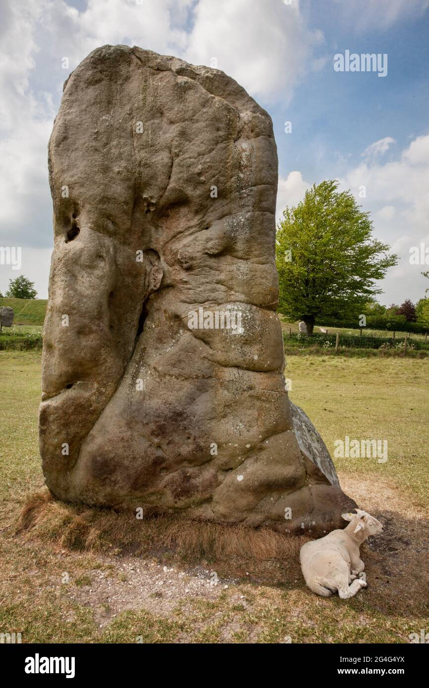 Sheep sheltering in the shade of a giant megalith of Avebury henge and ...