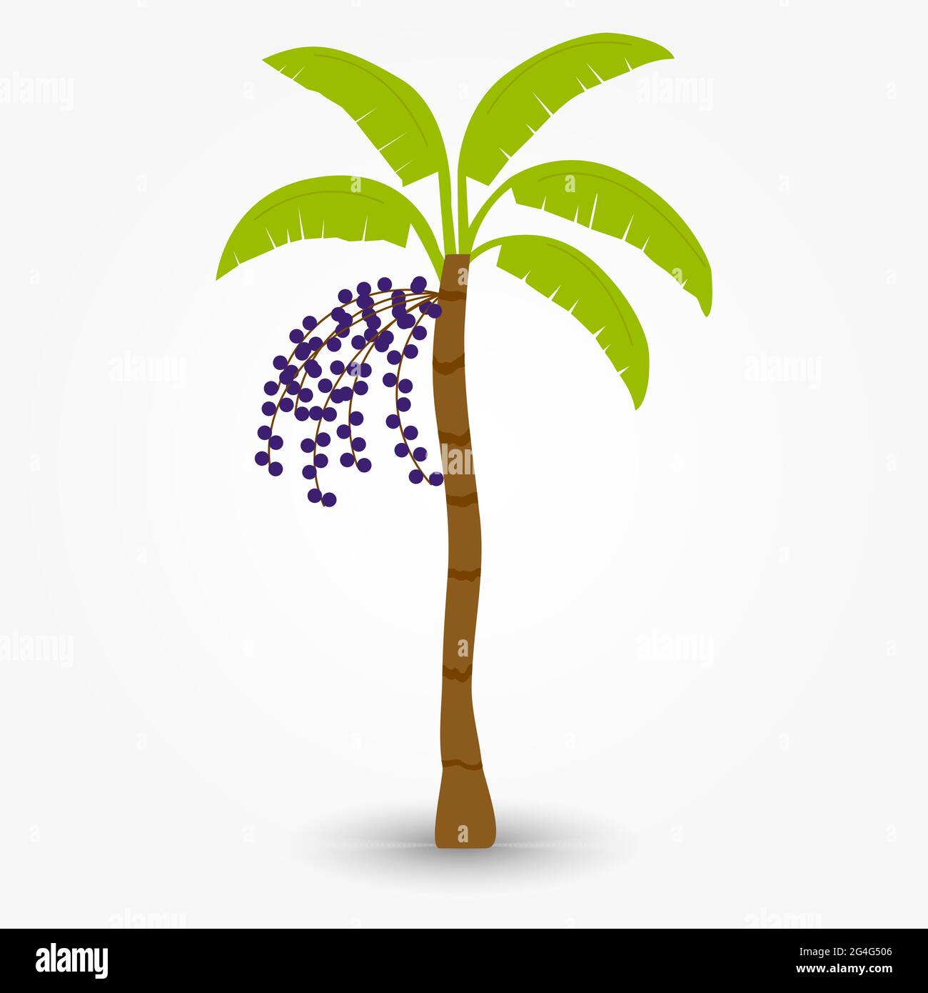 Acai fruit vector vectors hi-res stock photography and images - Alamy