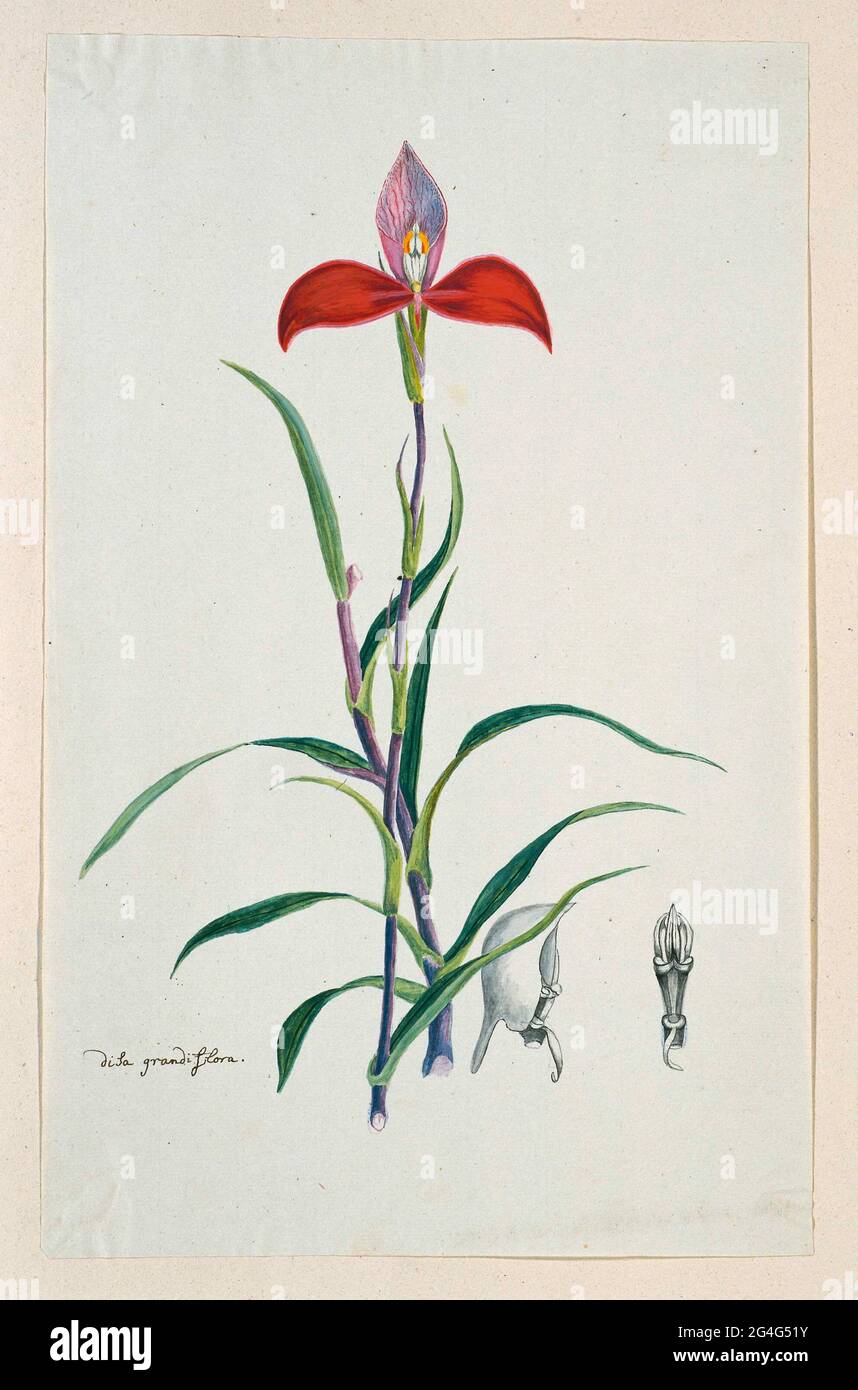 . Disa Grandiflora (Gordon), or Red Orchid from Table Mountain Stock ...