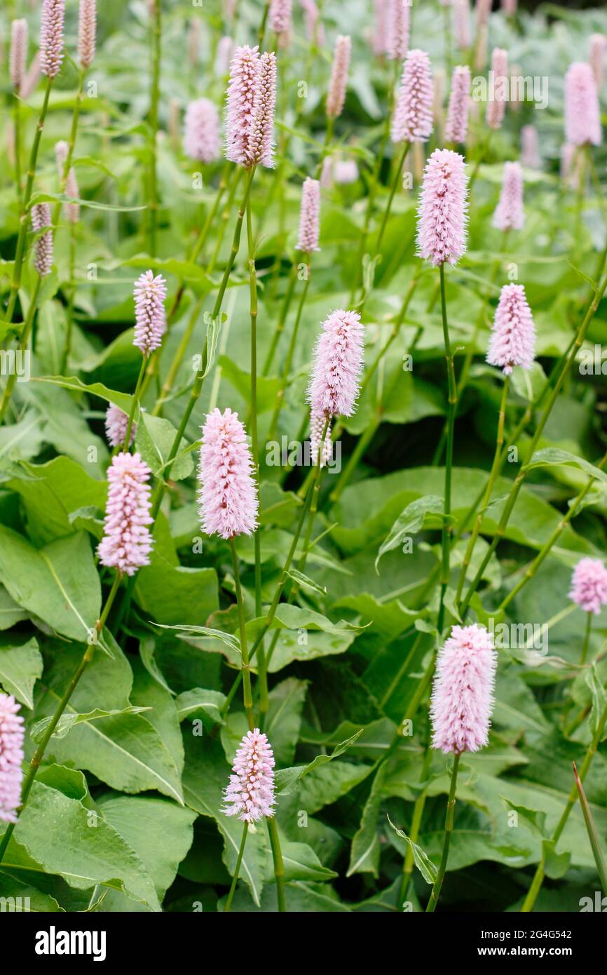Persicaria bistorta ‘Superba’. Common bistort growing in a garden ...