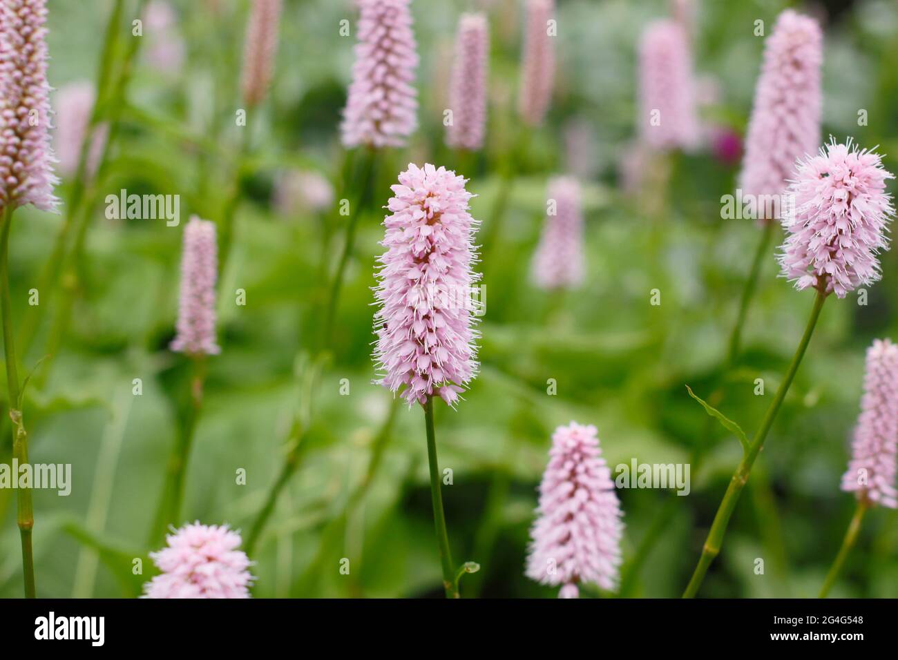 Persicaria bistorta ‘Superba’. Common bistort growing in a garden ...
