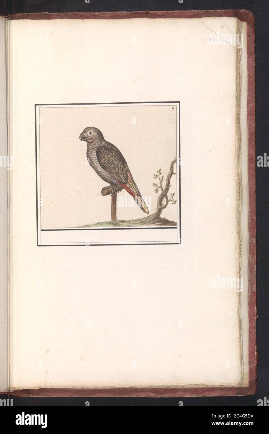 Parrot. Parrot on a stick. Numbered at the top right: 9. Part of the ...