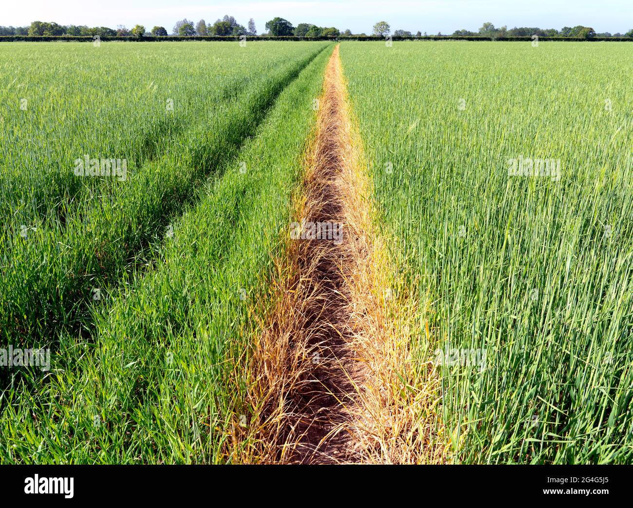 Chemical herbicide spraying hi-res stock photography and images - Alamy