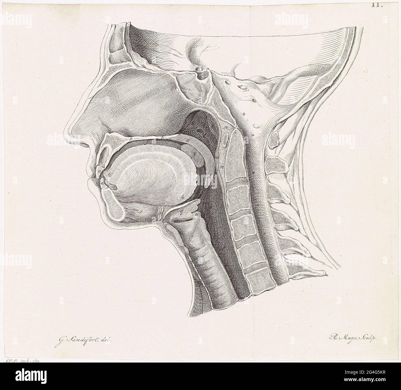 . Anatomical section of a head Stock Photo - Alamy