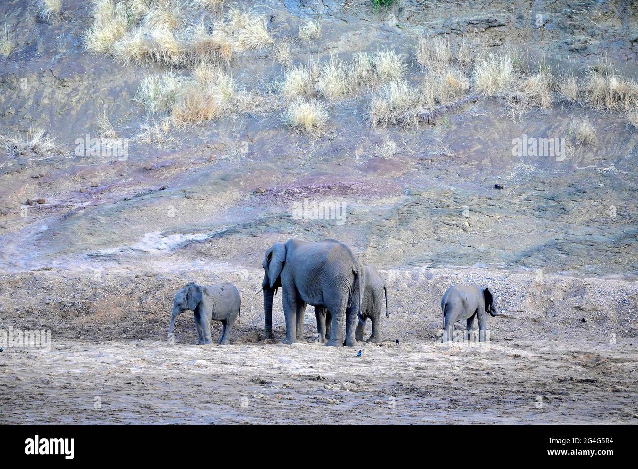 Elephant digging tusks hi-res stock photography and images - Alamy