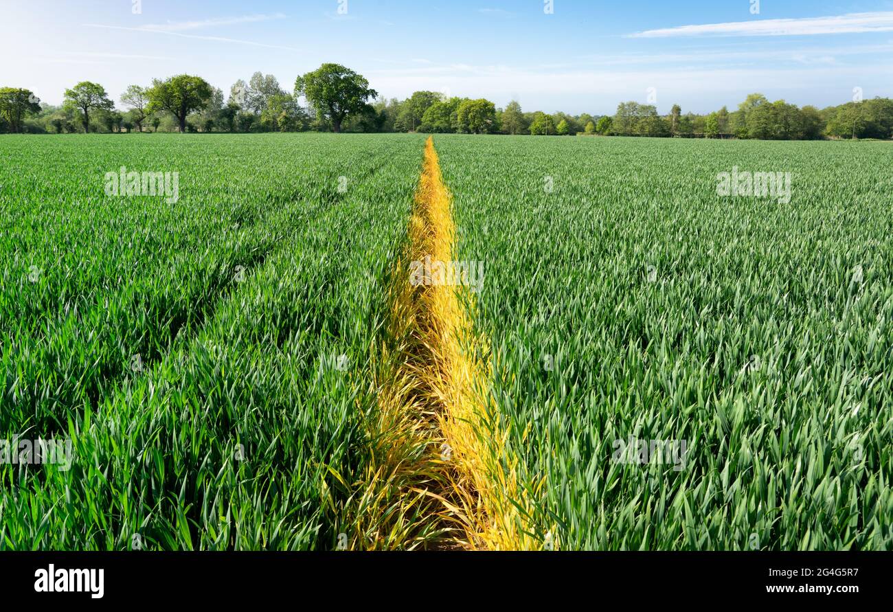 Path through wheat field hi-res stock photography and images - Alamy