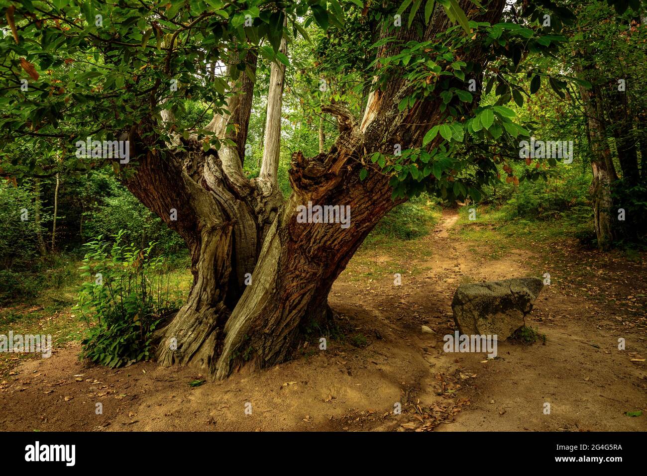 árbol de castaño hi-res stock photography and images - Alamy