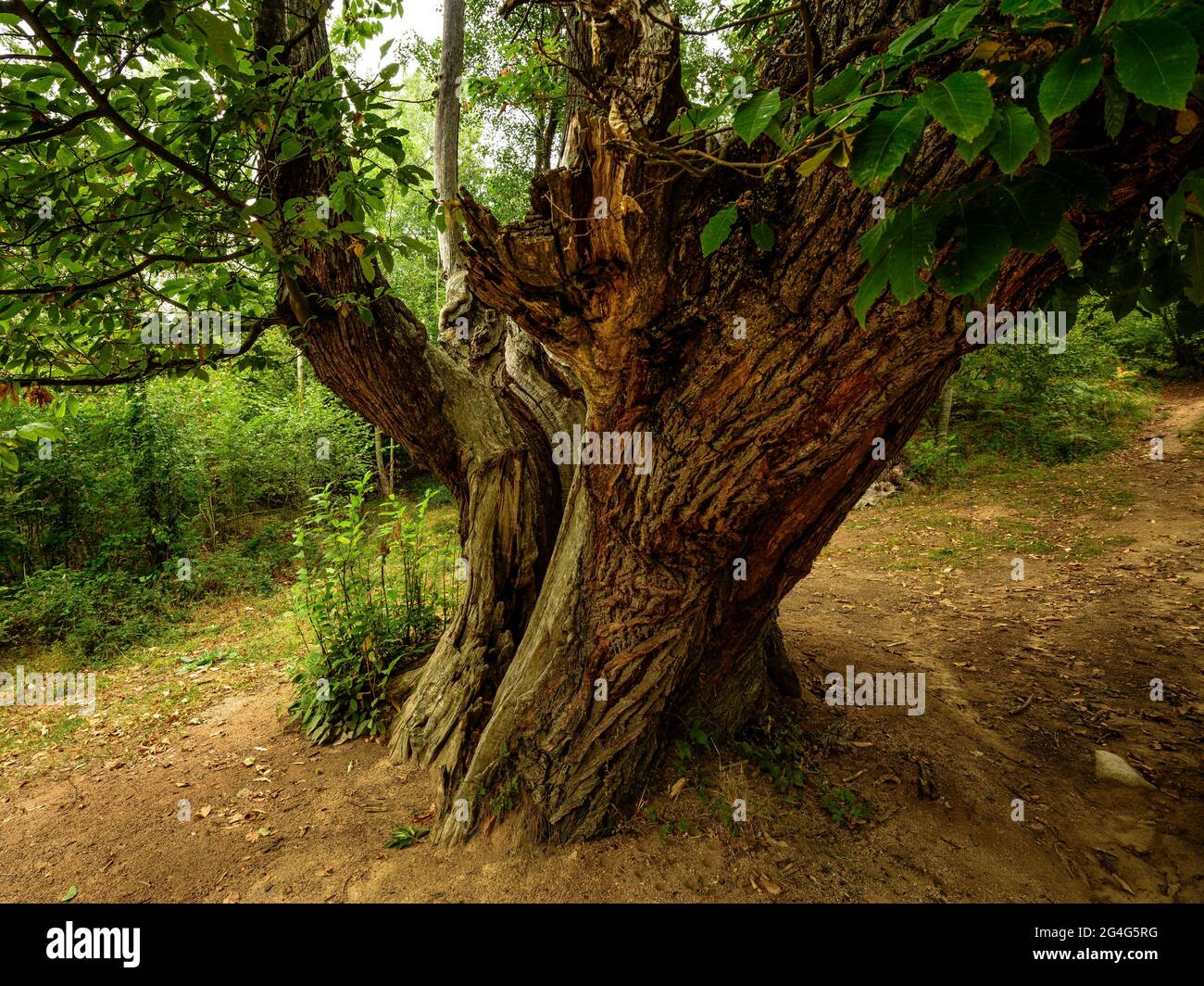 Arbre de branches hi-res stock photography and images - Alamy