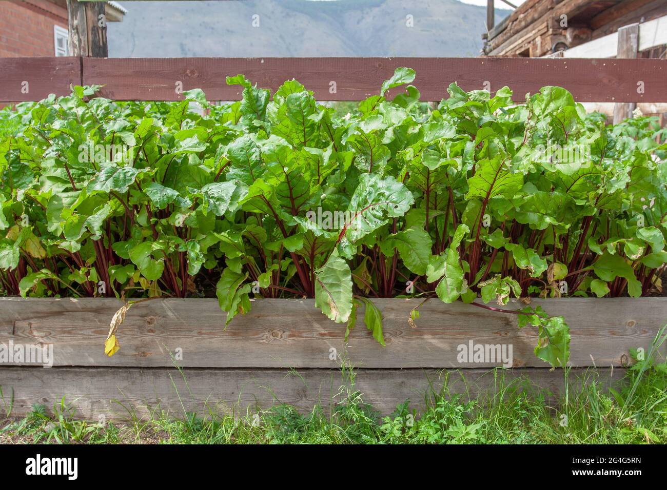 Beet sprouts hi-res stock photography and images - Alamy