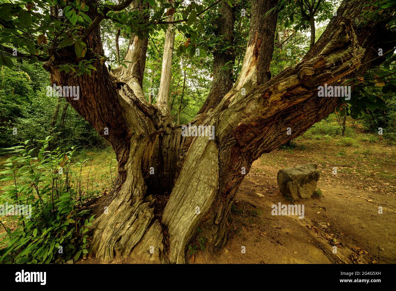 árbol de castaño hi-res stock photography and images - Alamy