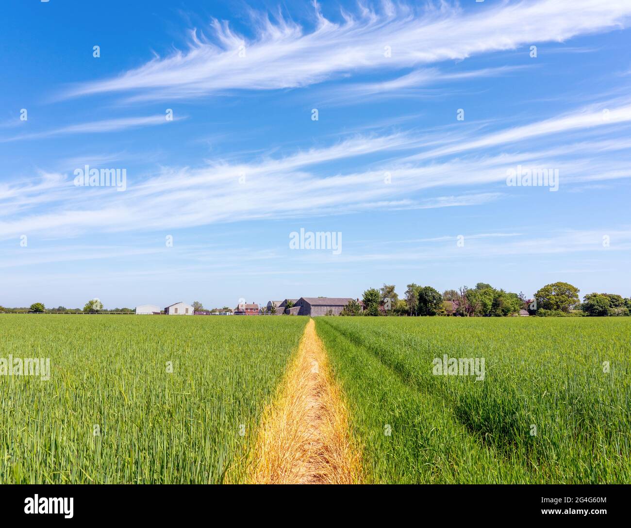 Footpath through a wheat field defined by spraying with chemical ...