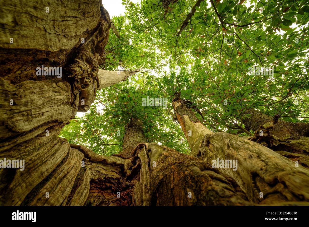 árbol de castaño hi-res stock photography and images - Alamy