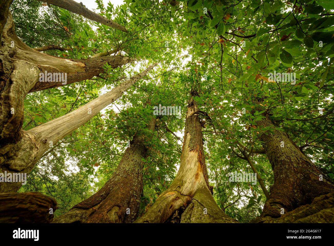 árbol de castaño hi-res stock photography and images - Alamy