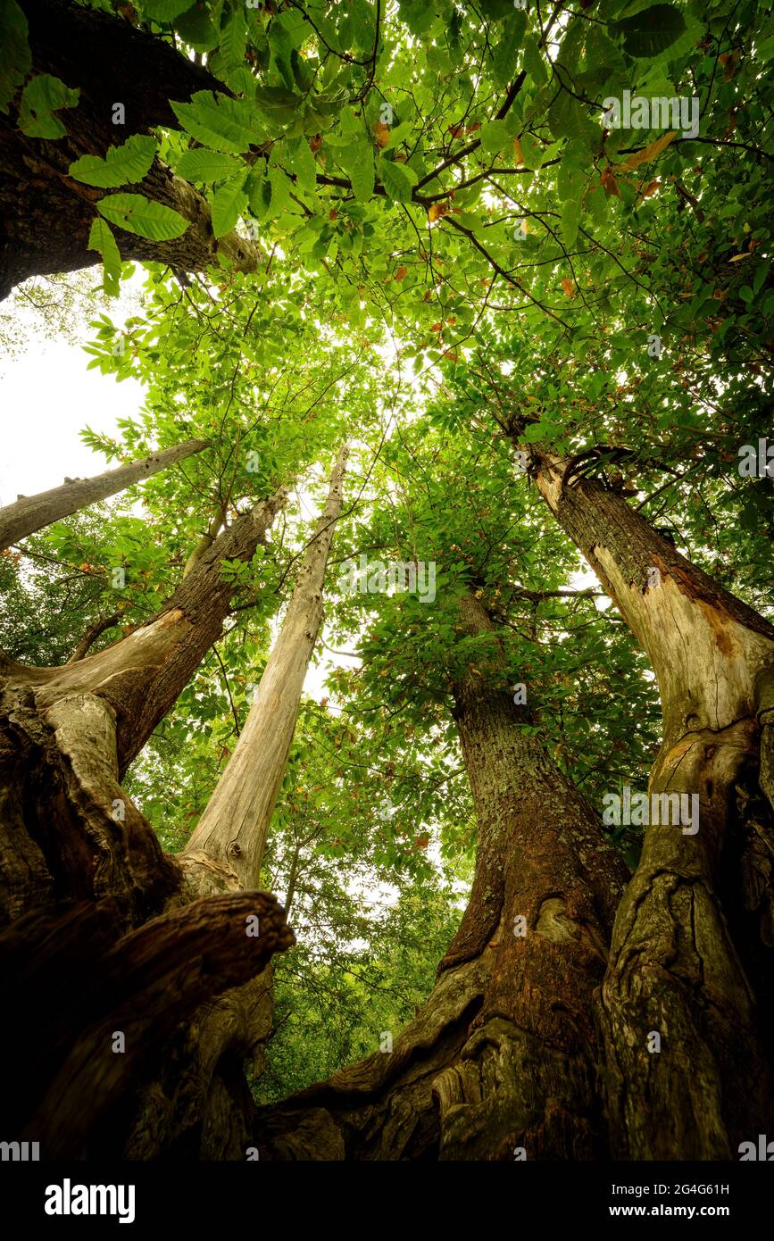 árbol de castaño hi-res stock photography and images - Alamy