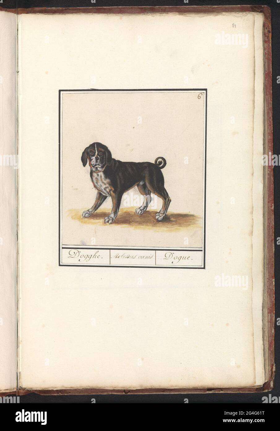 Molossus dog hi-res stock photography and images - Alamy