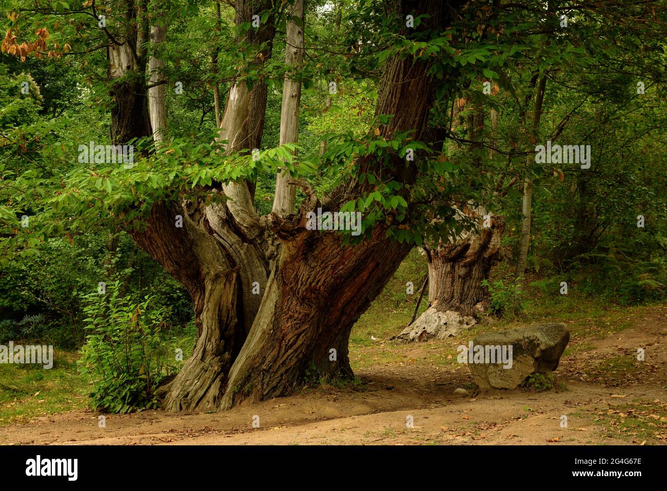 árbol de castaño hi-res stock photography and images - Alamy